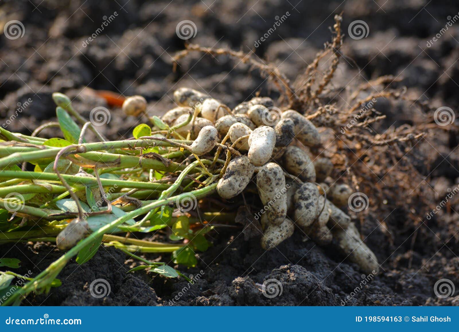 Fresh Peanuts Plants with Roots. Stock Image - Image of groundnut ...