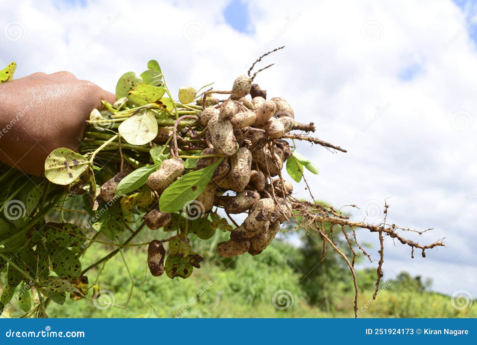 Peanuts plants stock image. Image of roots, agriculture - 251924173