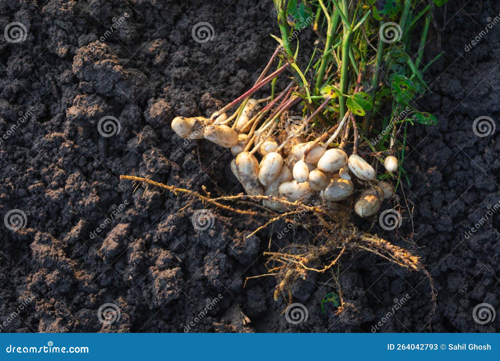 Fresh Peanuts Plants with Roots. Stock Image - Image of closeup, dirt ...