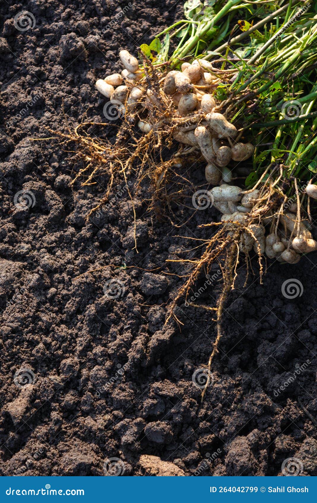 Fresh Peanuts Plants with Roots. Stock Image - Image of leaves, leaf ...