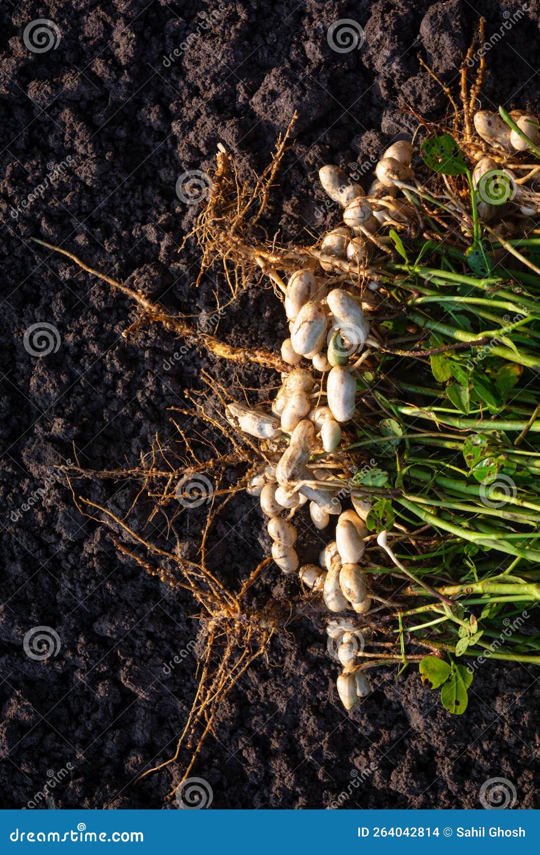 Fresh Peanuts Plants with Roots. Stock Photo - Image of nutrition ...
