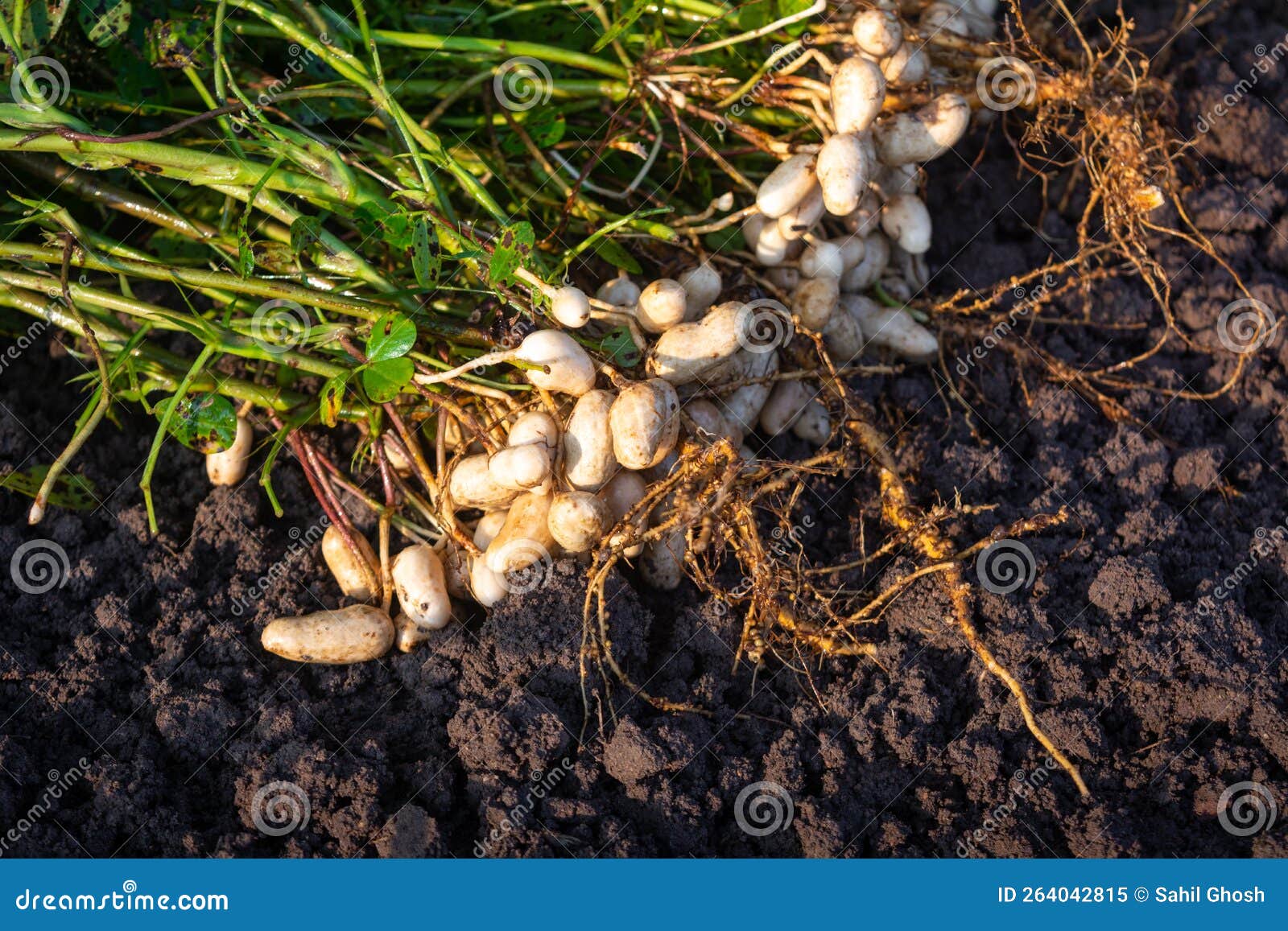 Fresh Peanuts Plants with Roots. Stock Image - Image of hypogaea ...