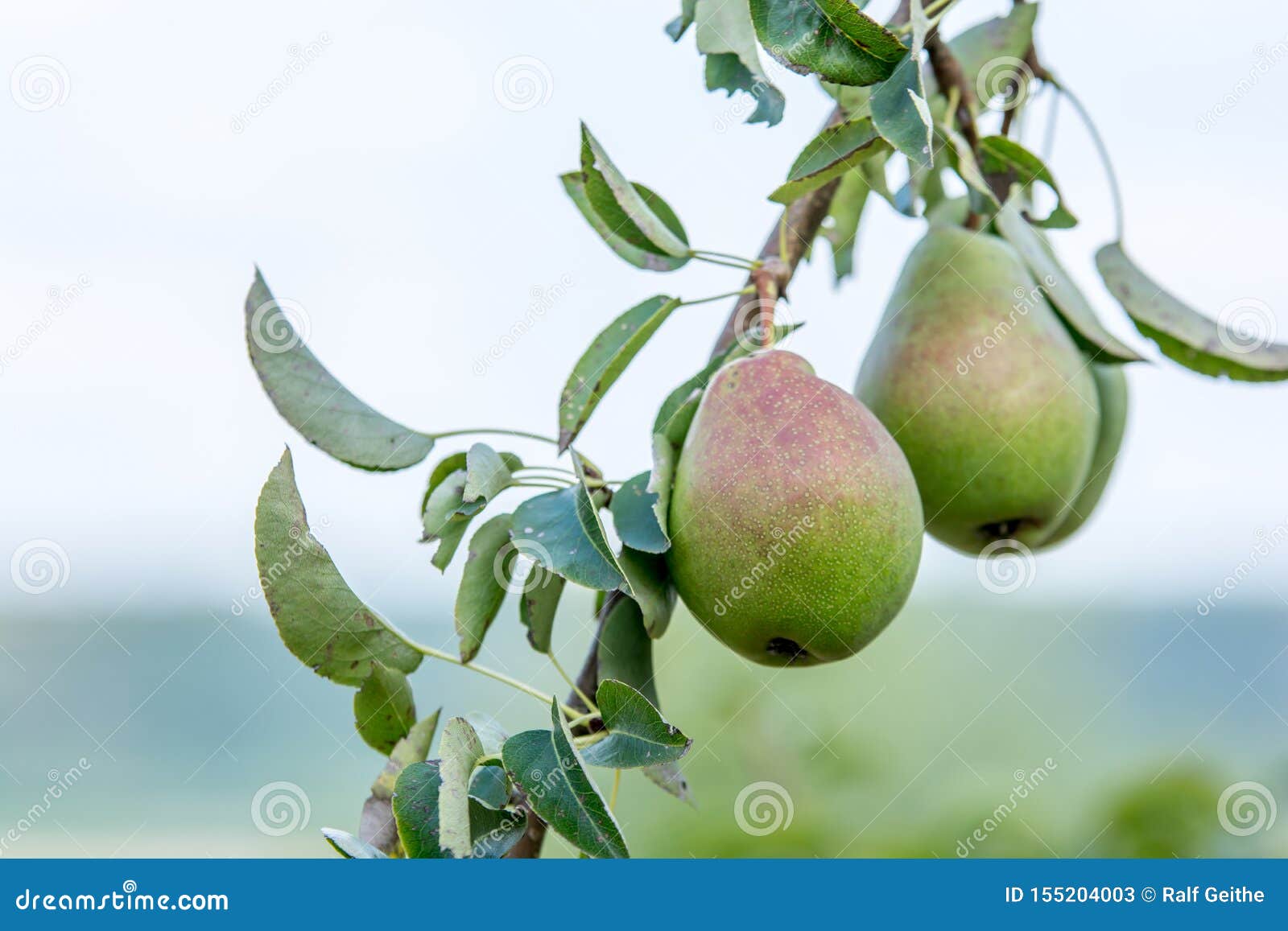 Fresh Pears on the Branch of a Pear Tree Stock Image - Image of garden ...