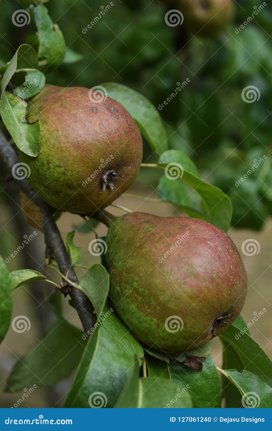 Fresh Pears Growing on a Pear Tree in the Summer Stock Photo - Image of ...