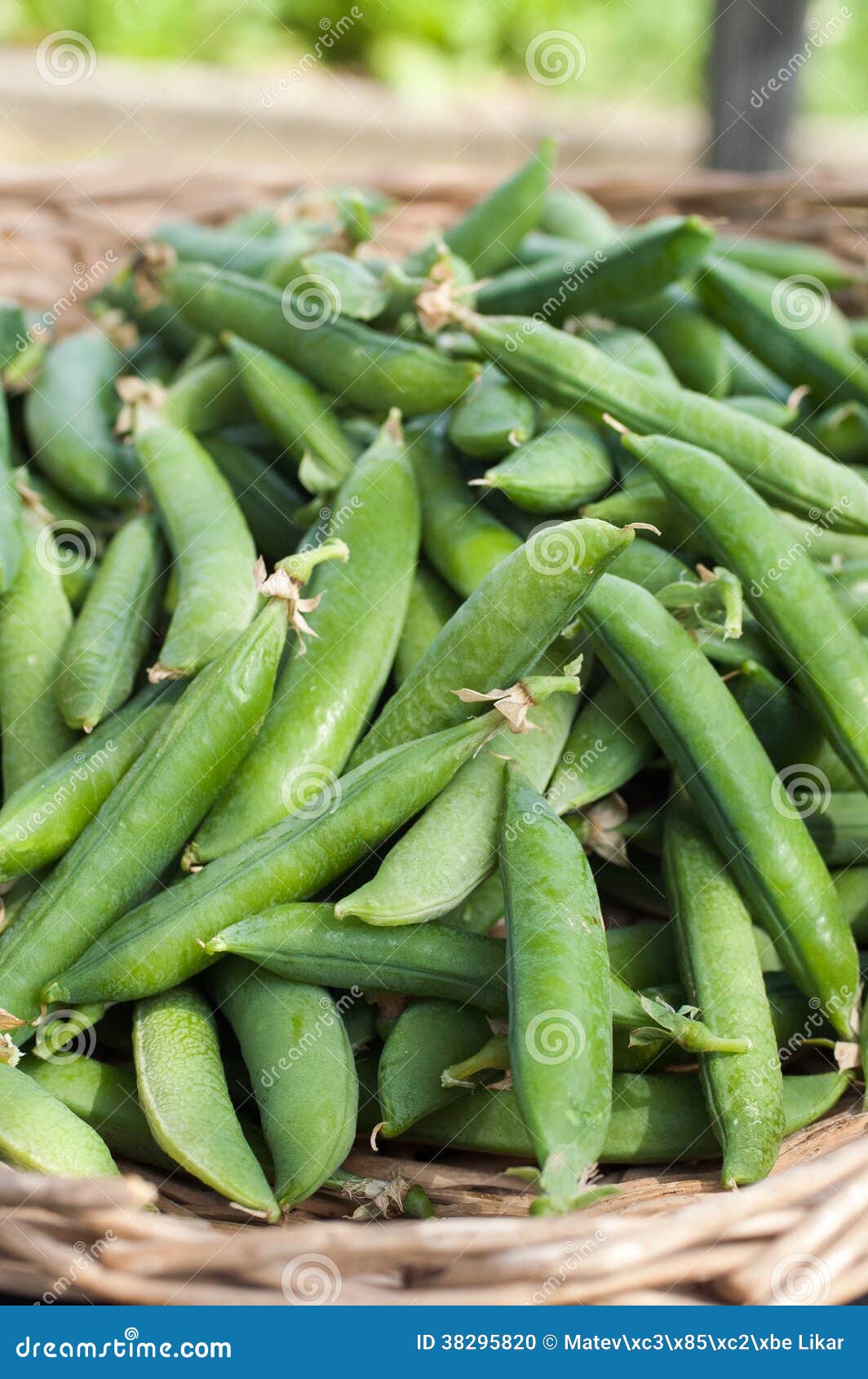 Fresh peas stock photo. Image of produce, vegetarian - 38295820