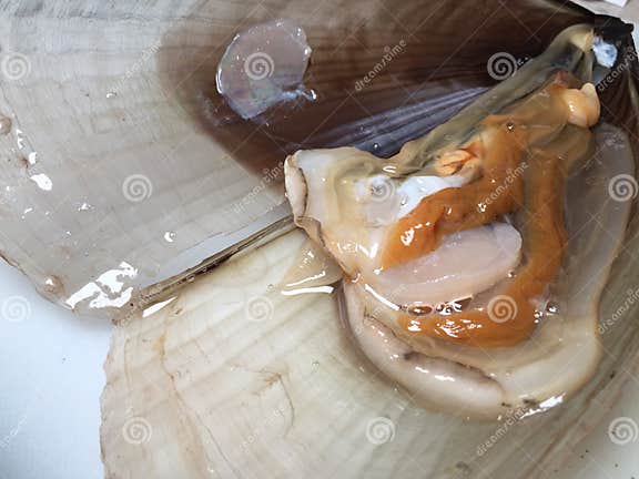 Pen shell scallops stock image. Image of fish, shellfish - 213397165