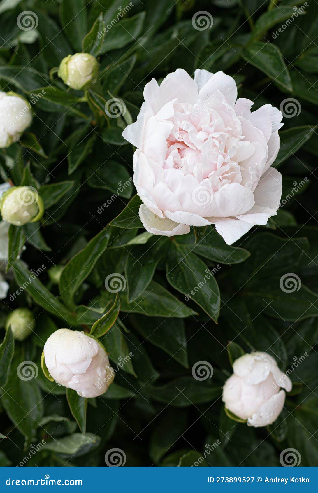 Fresh Peonies in the Garden. Stock Image - Image of spark, white: 273899527