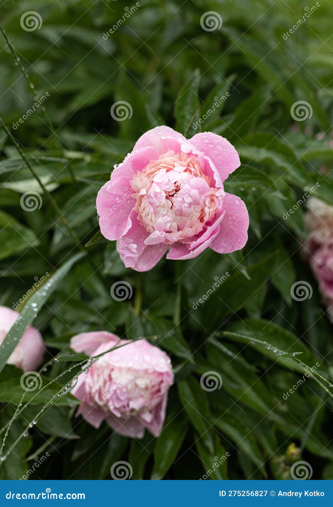 Fresh Peonies in the Garden. Stock Image - Image of garden, outdoor ...