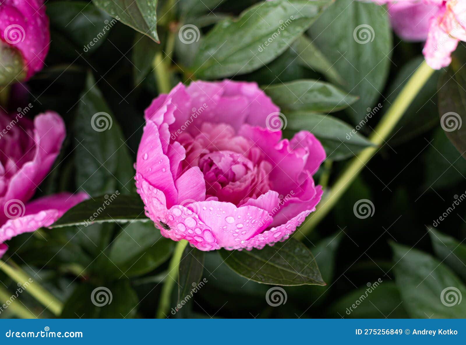Fresh Peonies in the Garden. Stock Image - Image of lifestyle, peonies ...