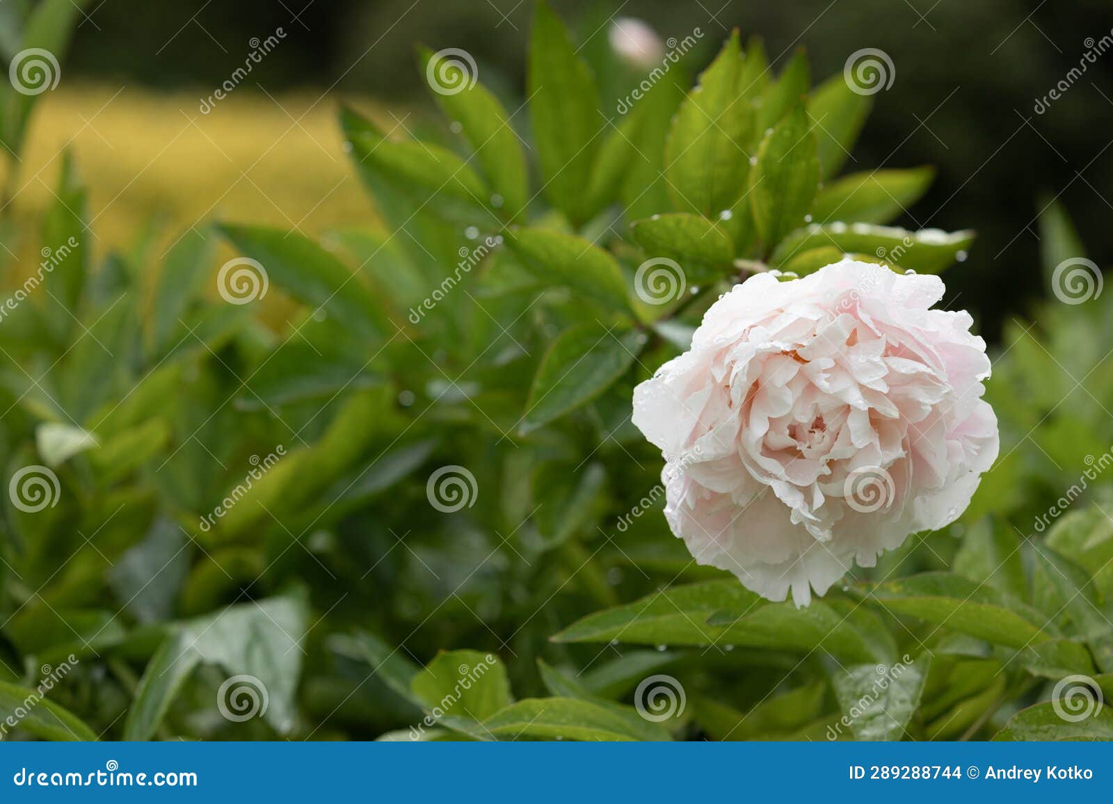 Fresh Peonies in the Garden. Stock Photo - Image of lifestyle, plant ...