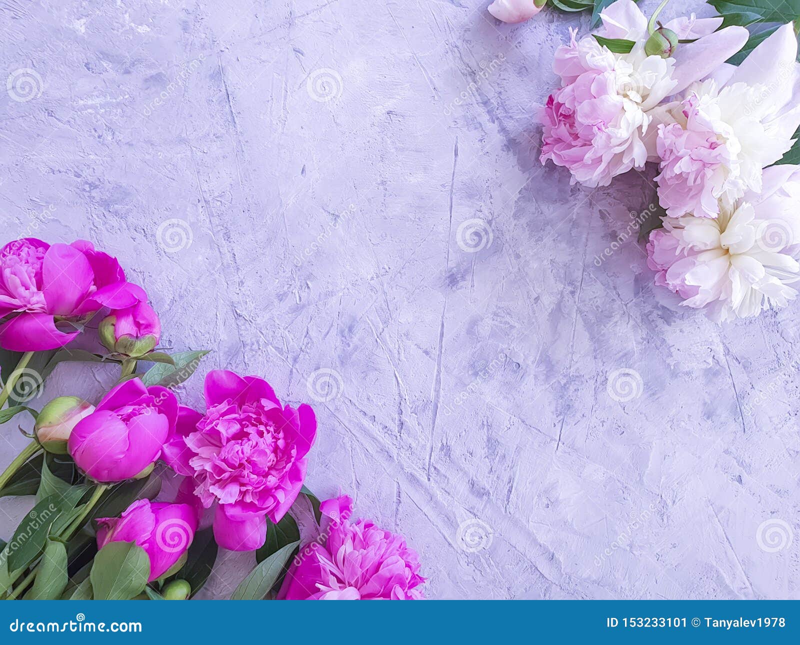 Fresh Peony Frame Congratulations Summer on Gray Concrete Background ...
