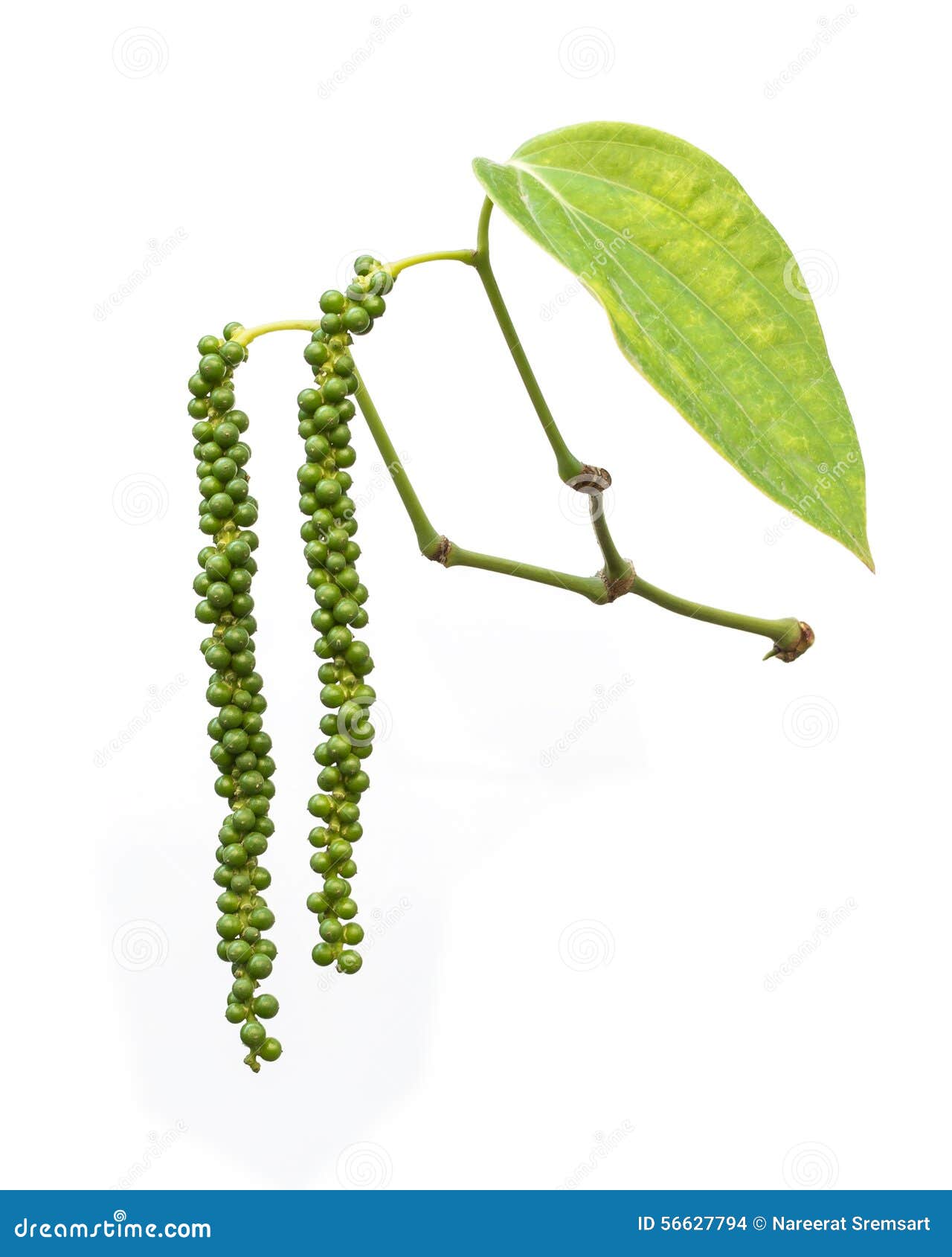 Fresh pepper. stock photo. Image of flavoring, ingredient - 56627794