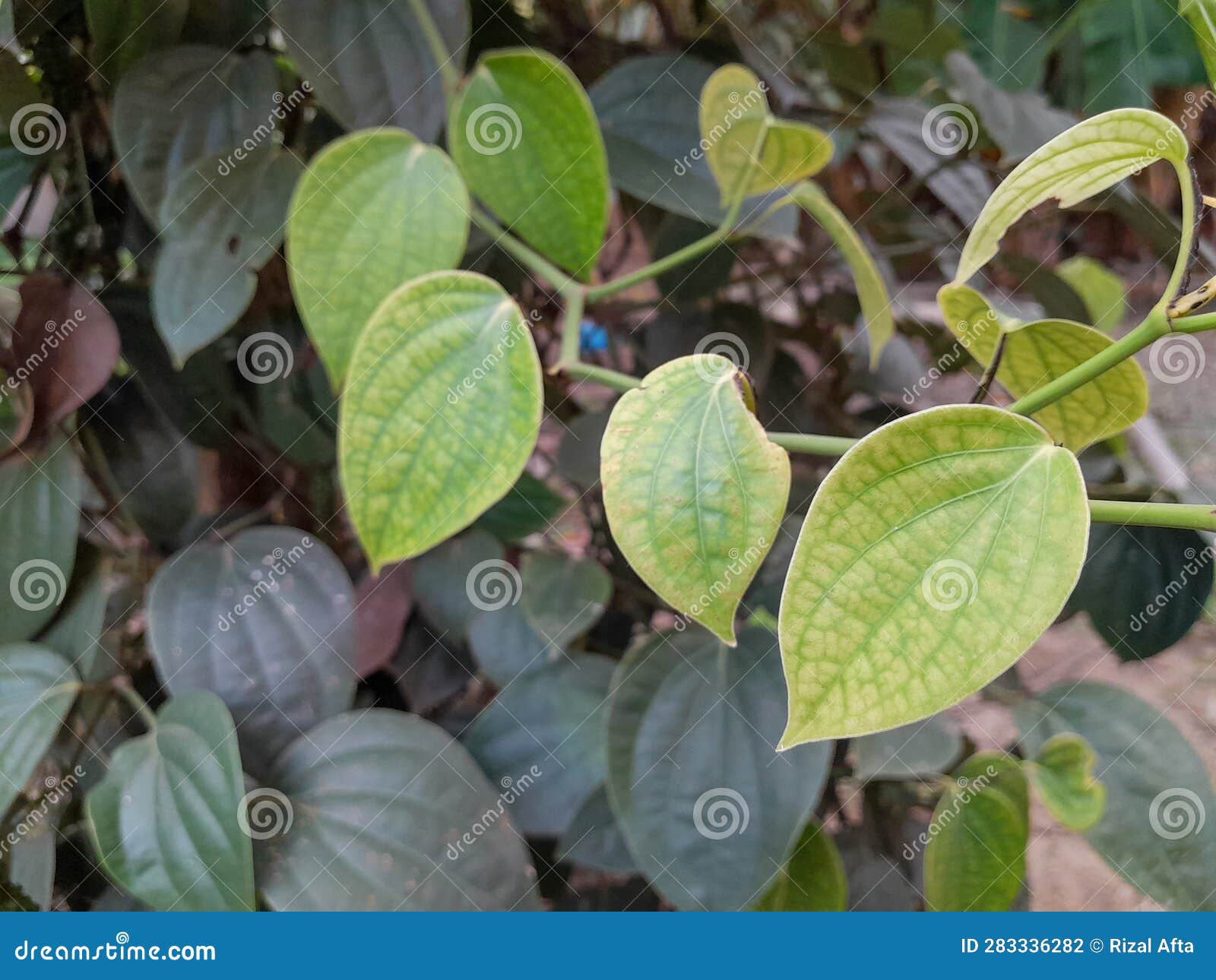 Fresh Pepper Leaves on the Pepper Tree Stock Photo - Image of growing ...