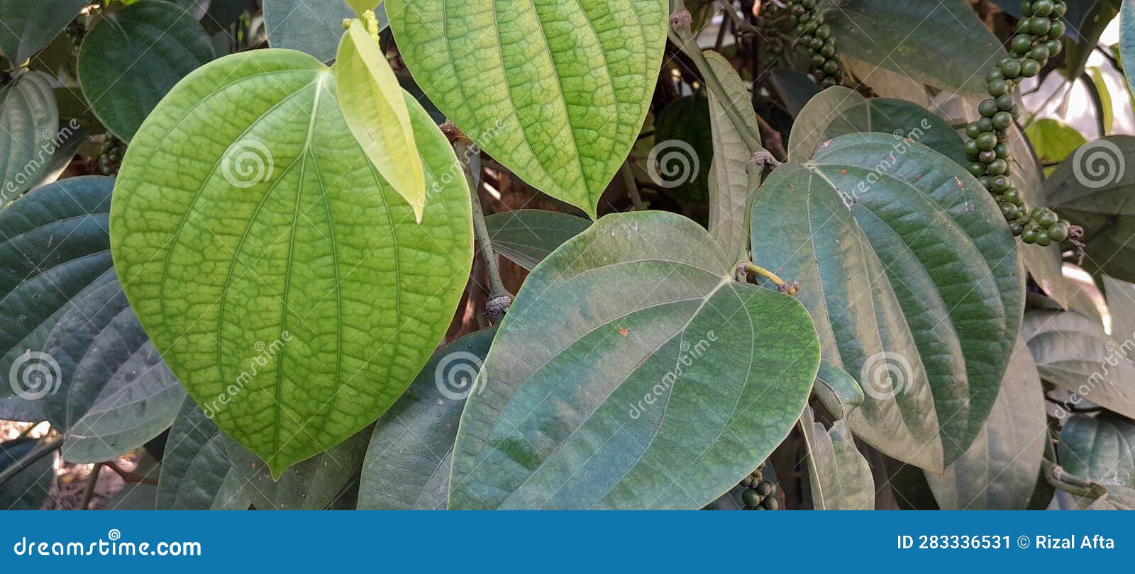 Fresh Pepper Leaves on the Pepper Tree Stock Image - Image of cooking ...