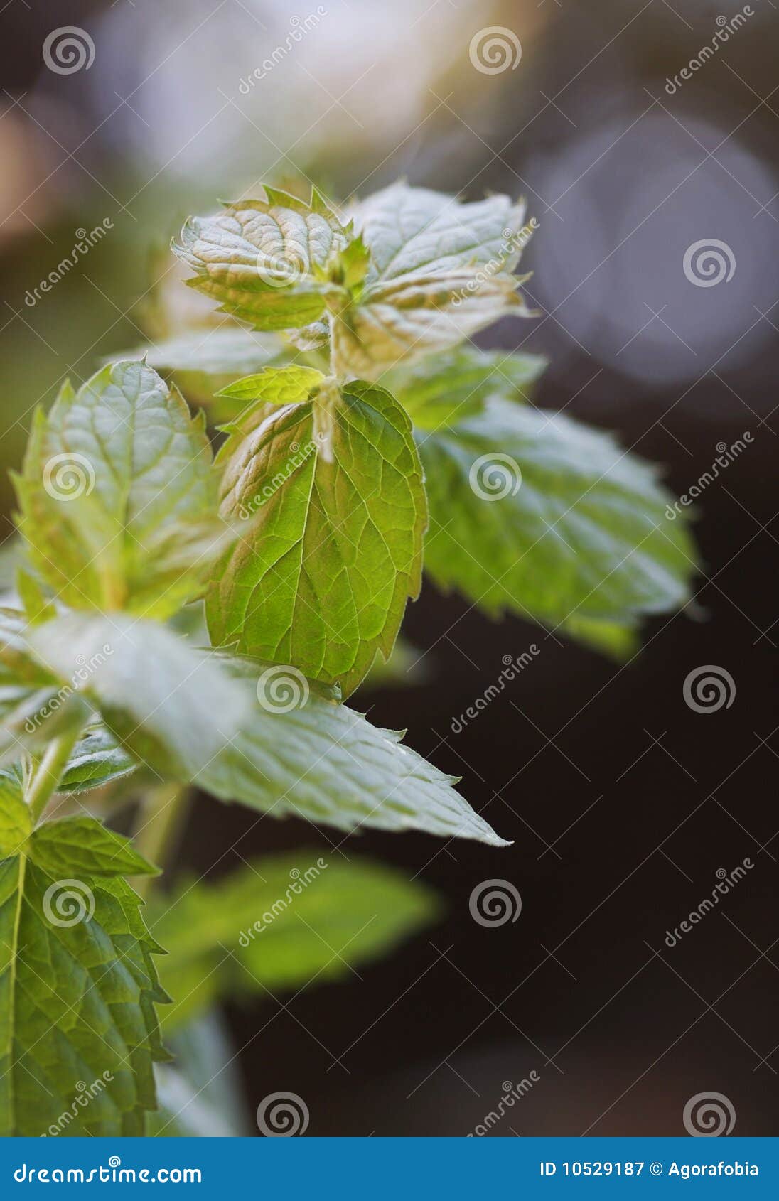 Fresh peppermint stock image. Image of homeopathy, cookery - 10529187