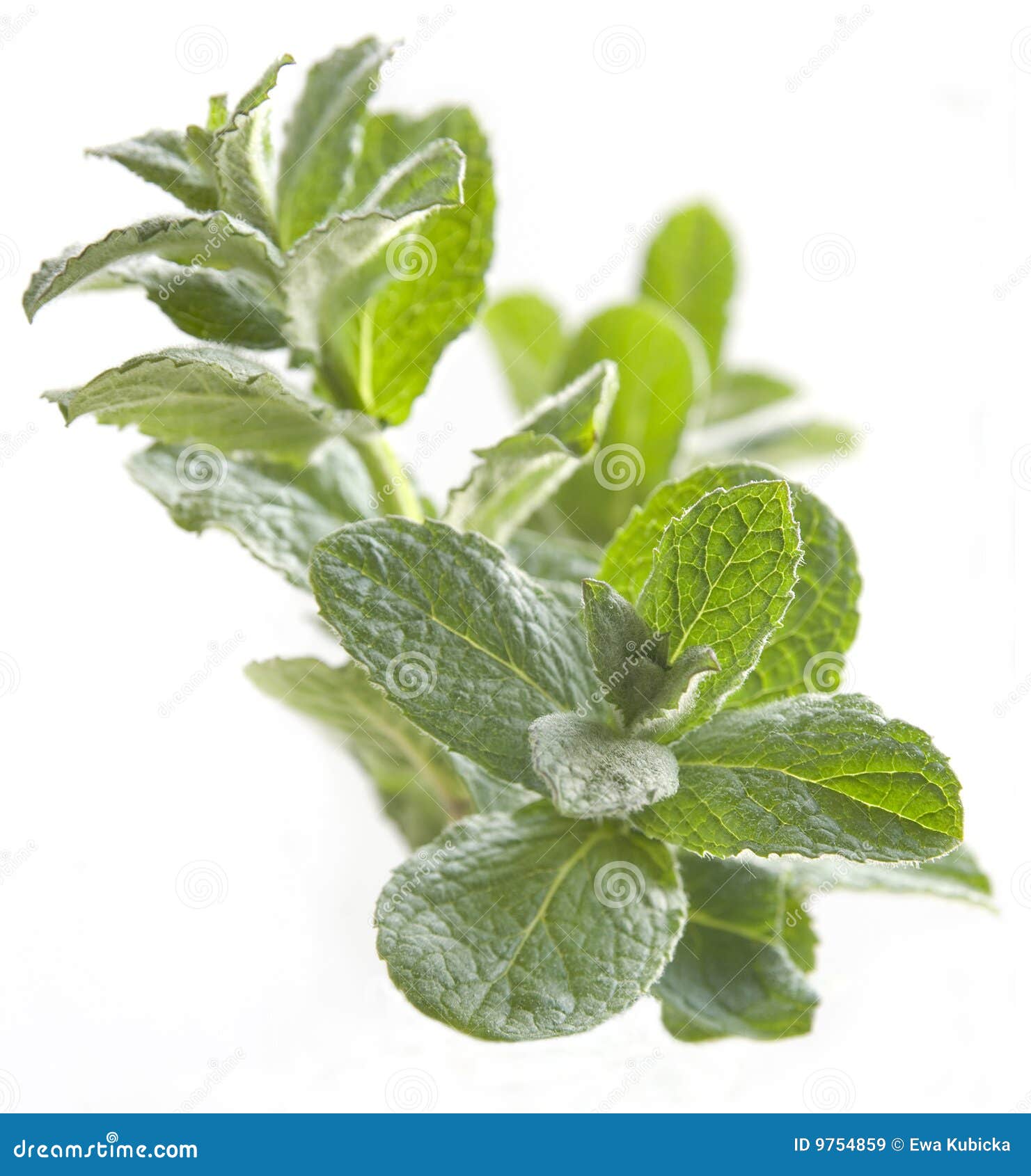 Fresh peppermint stock image. Image of fragrant, plant - 9754859