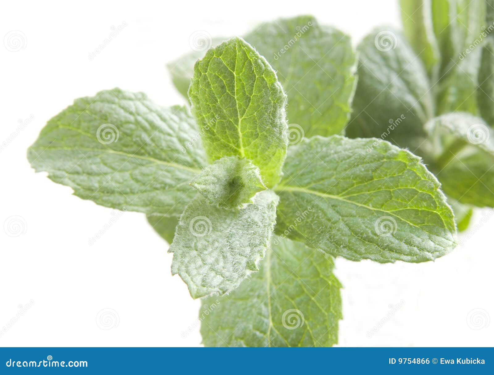 Fresh peppermint stock photo. Image of recipe, aroma, isolated - 9754866