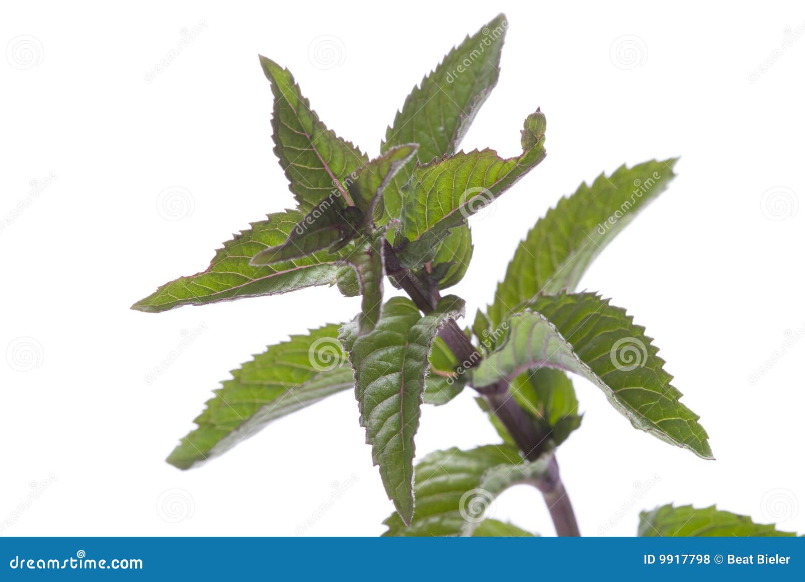 Fresh Peppermint stock photo. Image of green, mint, plant - 9917798