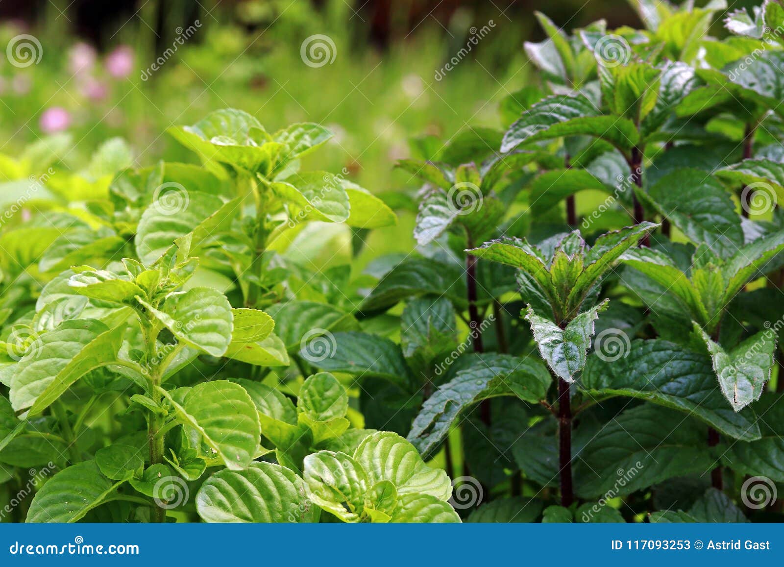 Different Types of Peppermint Stock Image - Image of leaves, peppermint ...