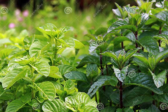 Different Types of Peppermint Stock Image - Image of leaves, peppermint ...
