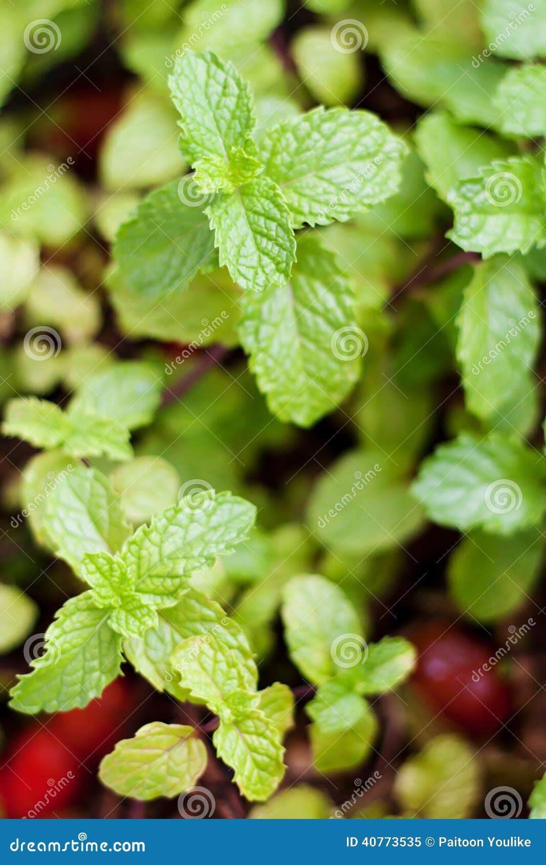 Fresh Peppermint stock image. Image of close, outdoors - 40773535