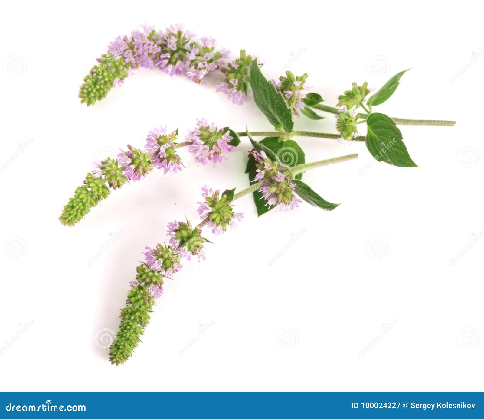 Fresh Peppermint Herb with Flowers Isolated on White Background Stock ...