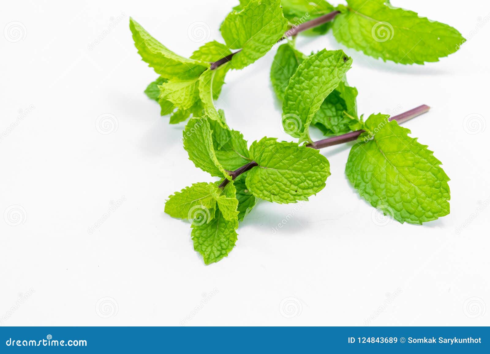 Fresh peppermint on white stock image. Image of flavor - 124843689