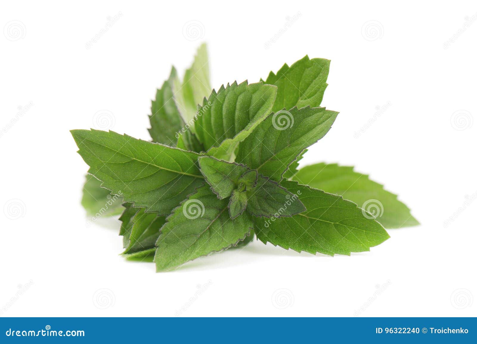 Fresh Peppermint Isolated on White Background. Mint Leaves on a White ...