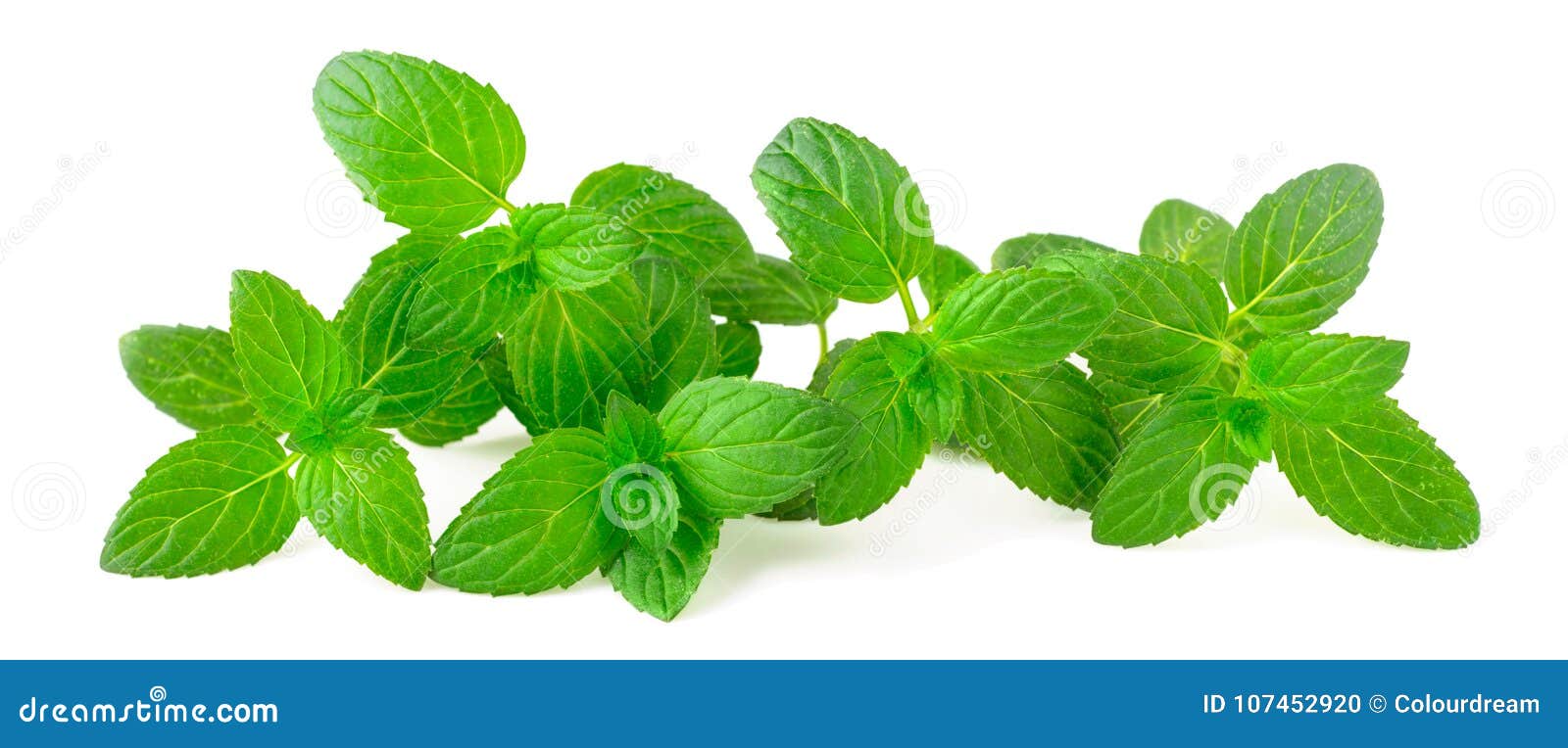 Fresh Peppermint Isolated on White Stock Photo - Image of isolated ...