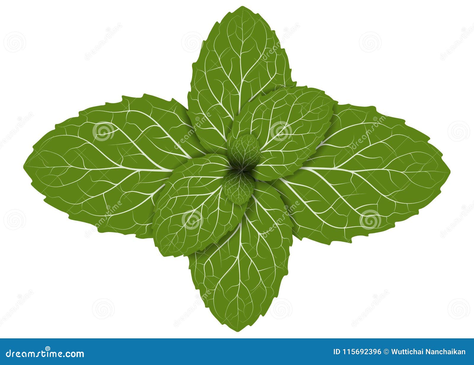Peppermint Leaf Vector Illustration | CartoonDealer.com #115692396