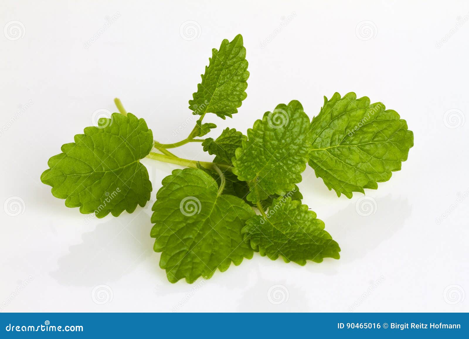 Fresh Peppermint Leafs stock photo. Image of healthy - 90465016