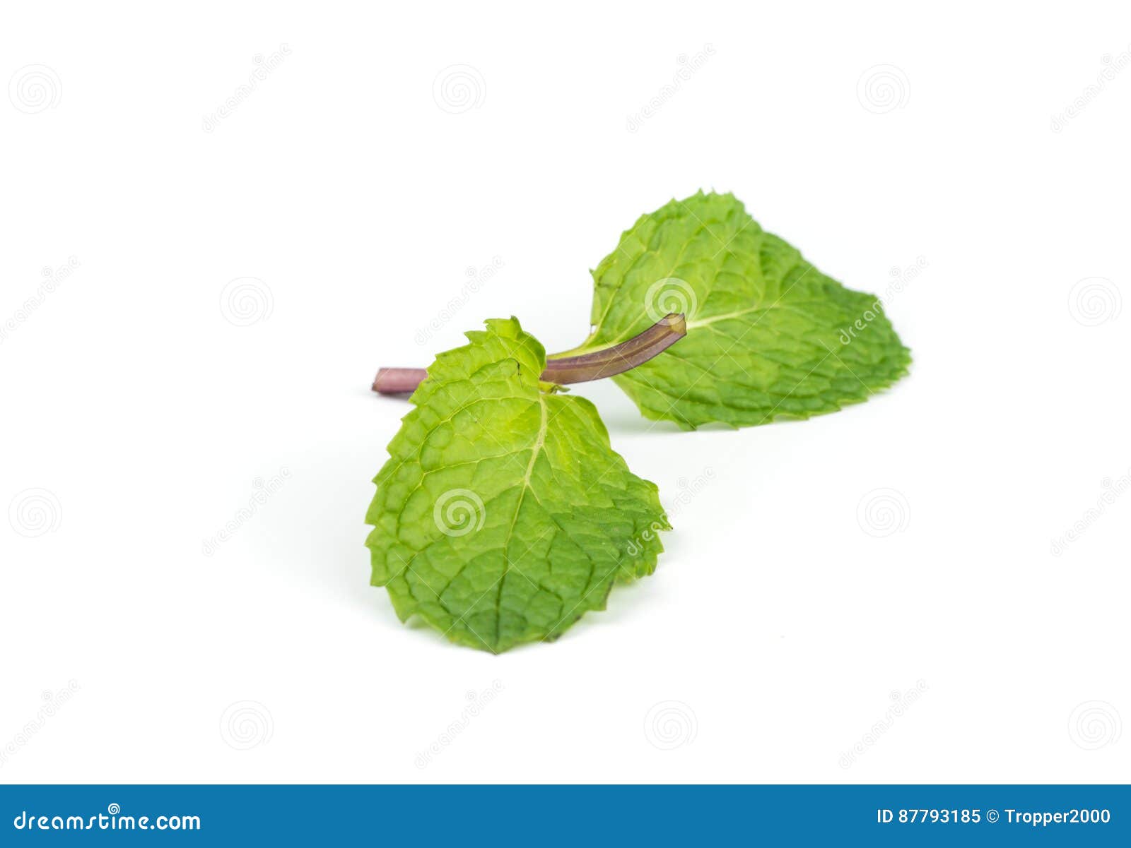 Fresh peppermint leave. stock image. Image of fragrance - 87793185