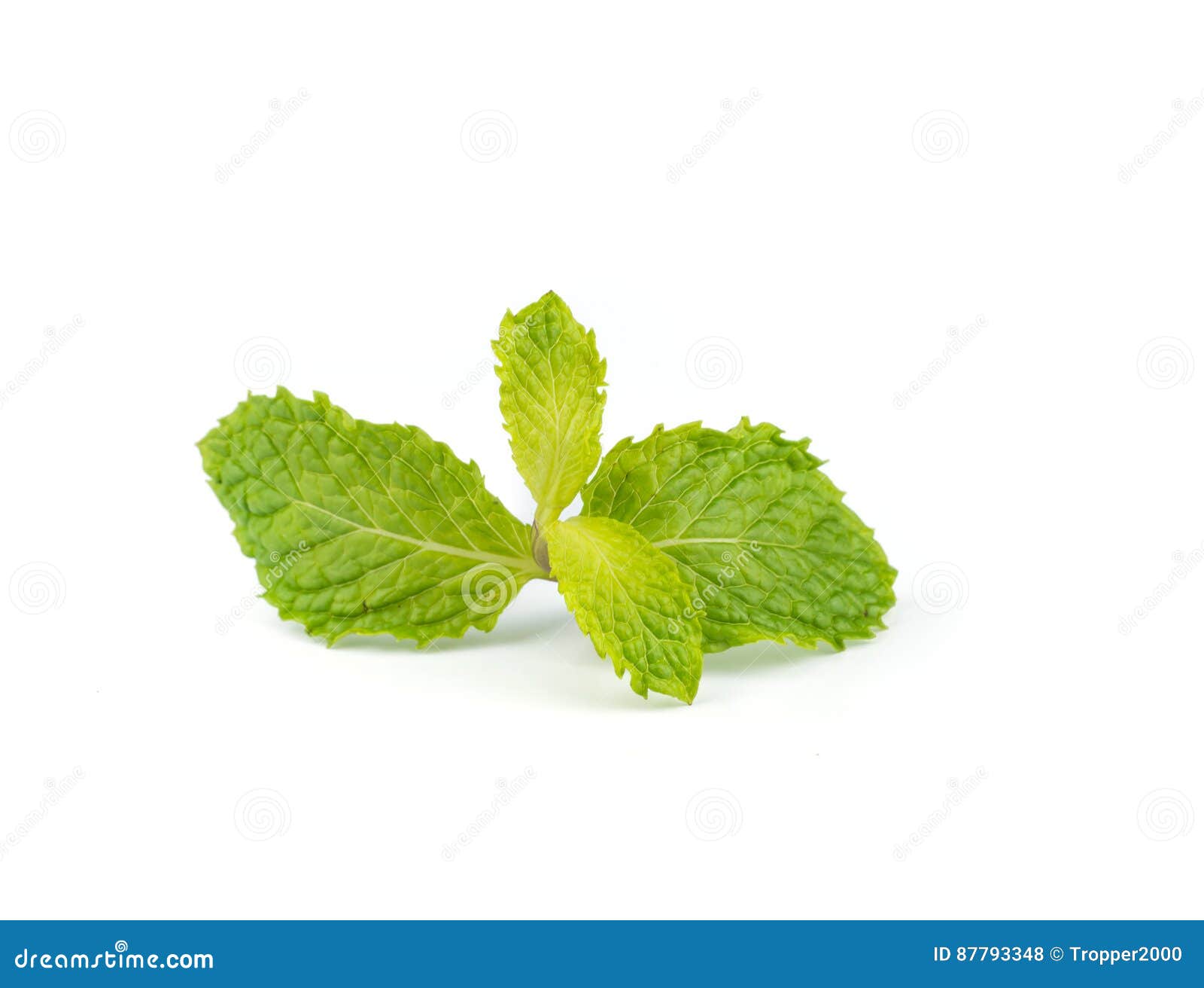 Fresh peppermint leave. stock photo. Image of ingredient - 87793348