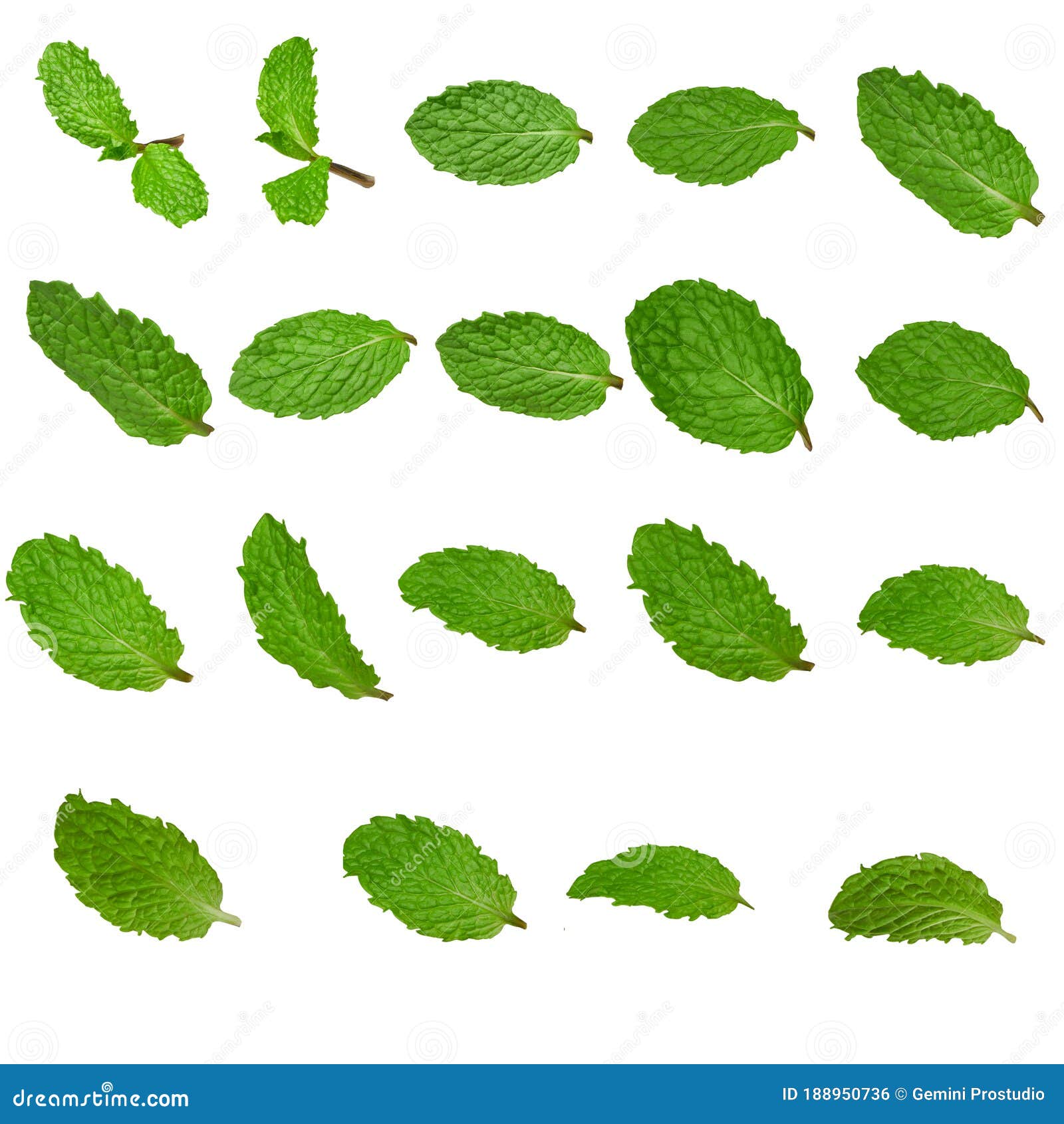 Fresh Peppermint Leaves of Different Angles Isolated on White ...