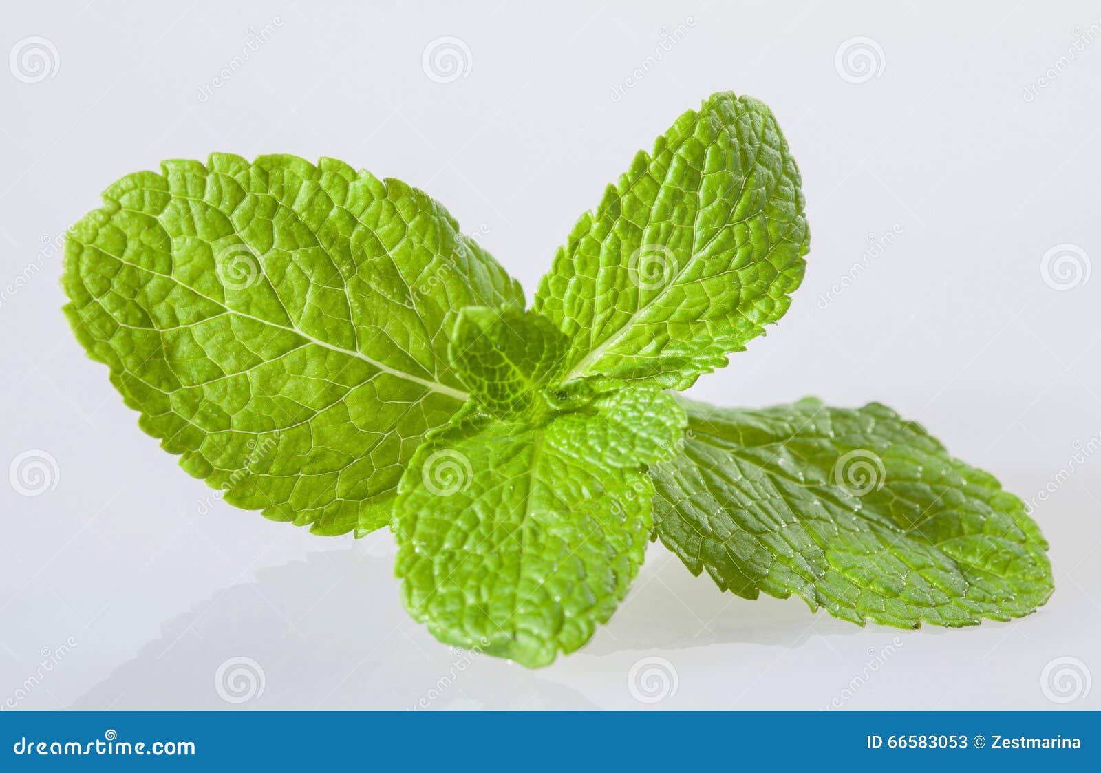 Fresh peppermint leaves stock image. Image of eating - 66583053
