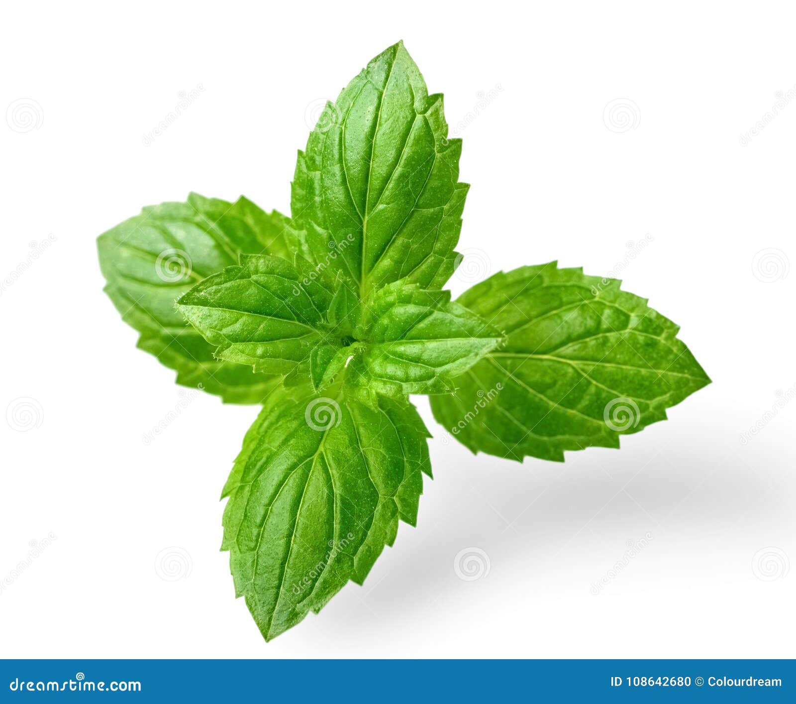 Fresh Peppermint Leaves on White Stock Photo - Image of fresh, spice ...