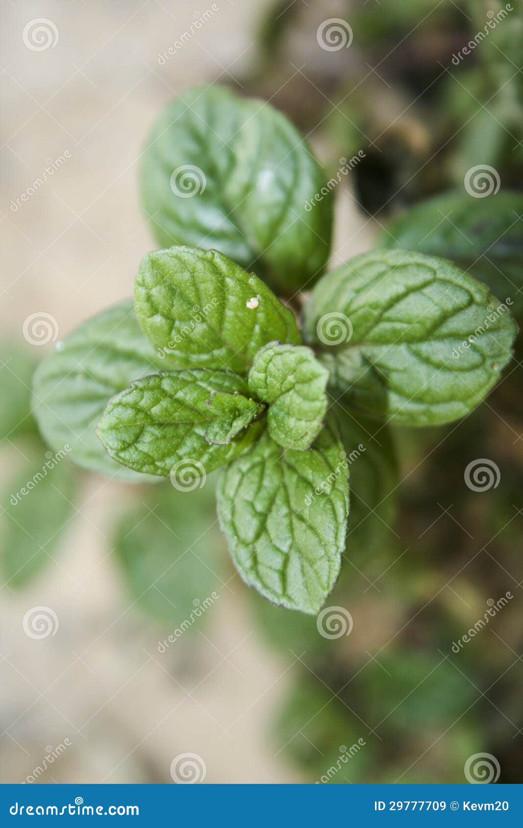 Fresh Peppermint stock image. Image of nature, diet, green - 29777709