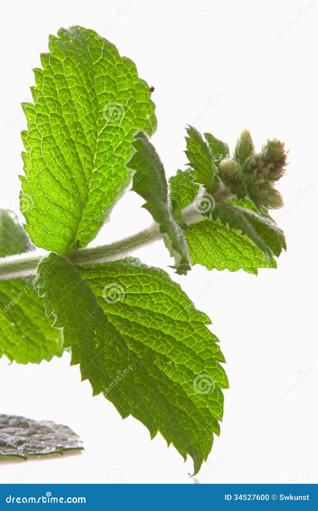 Fresh peppermint plant. stock photo. Image of fresh, background - 34527600