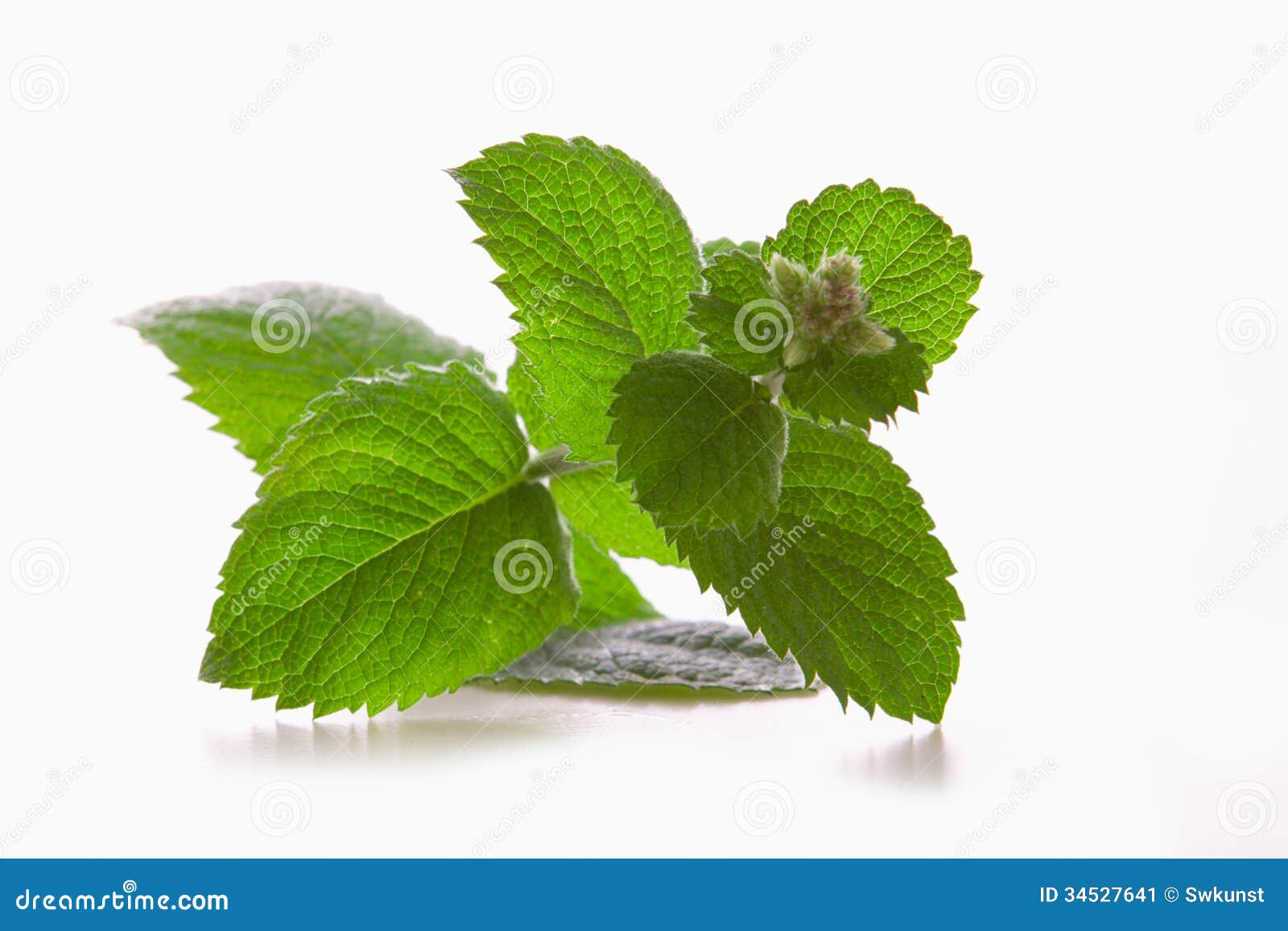 Fresh peppermint plant. stock image. Image of leaves - 34527641