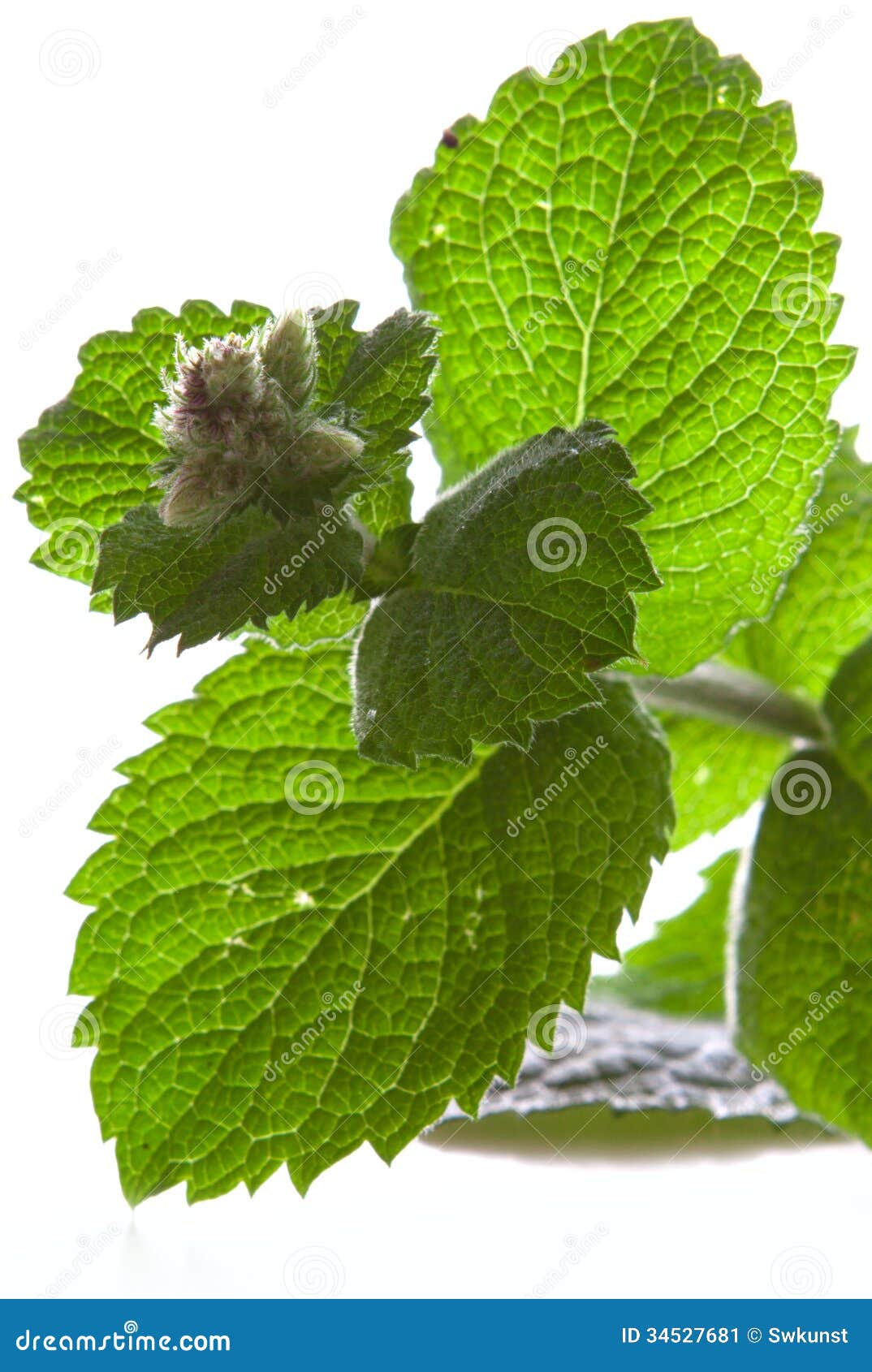 Fresh peppermint plant. stock image. Image of plant, green - 34527681