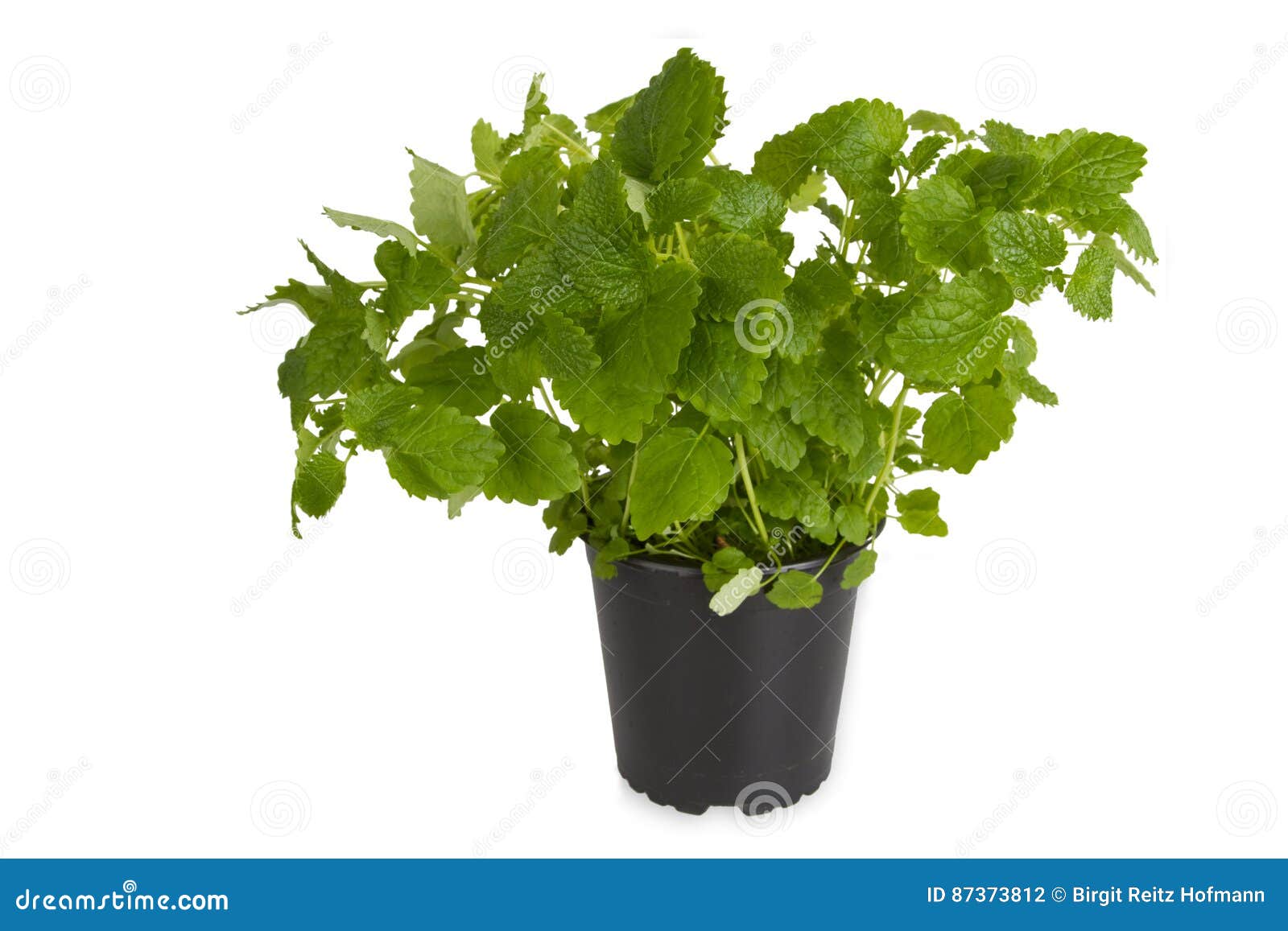 Fresh Peppermint in pot stock photo. Image of garden - 87373812