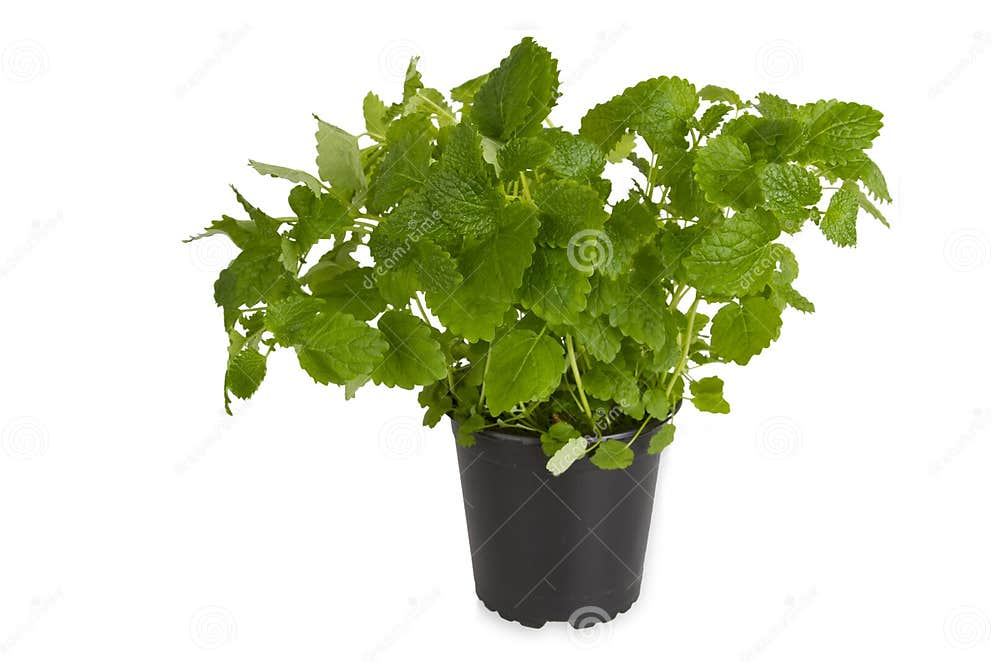 Fresh Peppermint in pot stock photo. Image of garden - 87373812