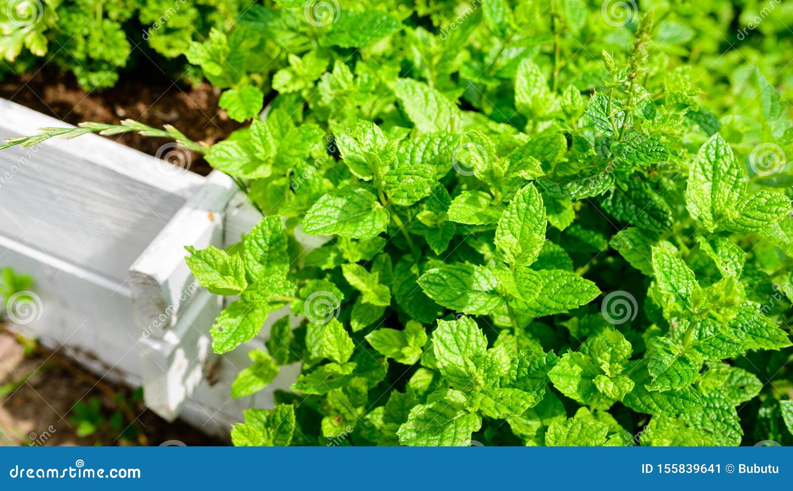 Fresh Peppermint Seedlings in Wooden Pots in the Herb Garden Stock ...