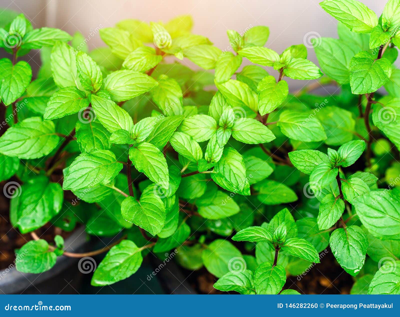 Fresh Peppermint Trees in Organig Garden Stock Photo - Image of ...