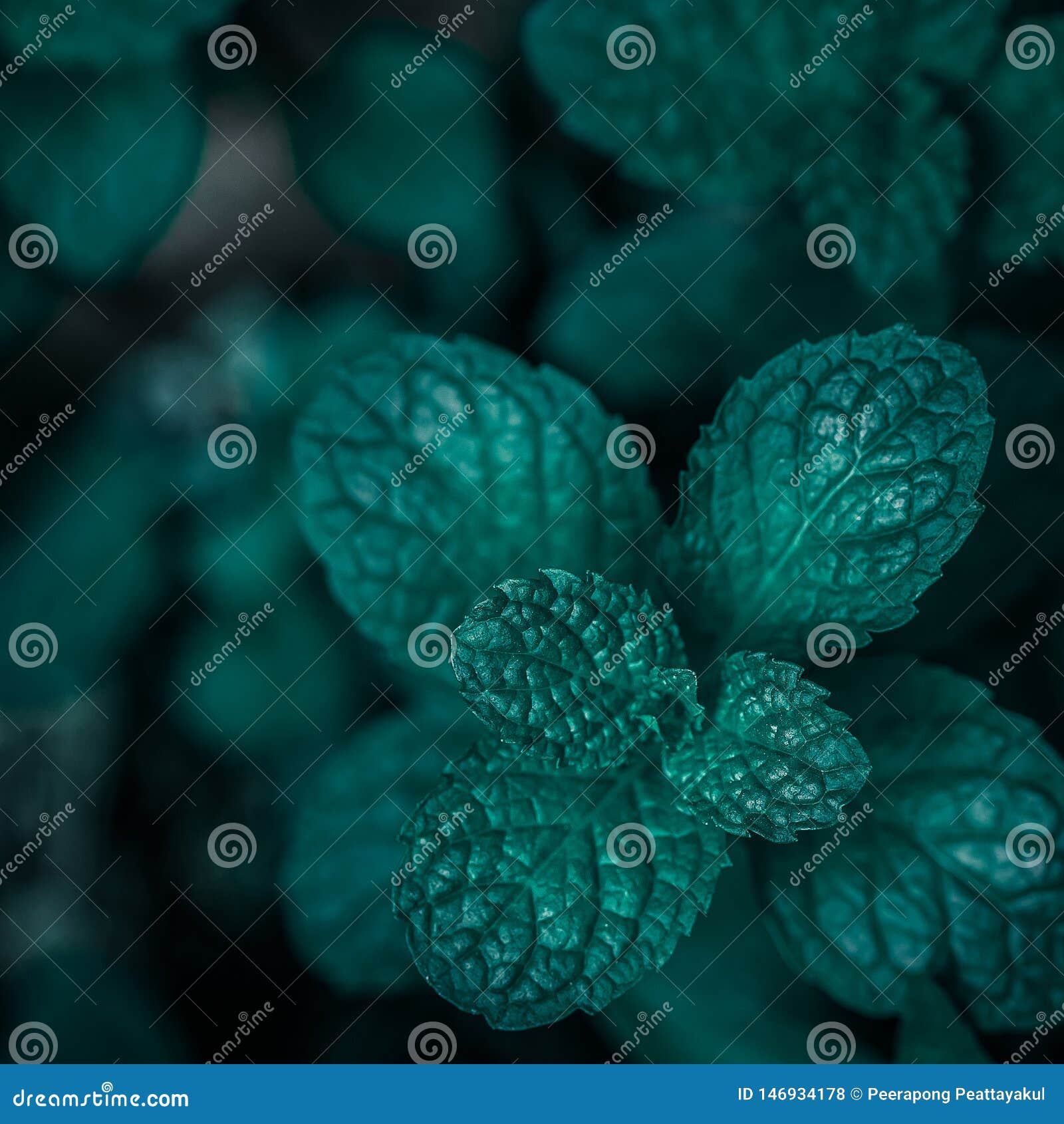 Fresh Peppermint Trees in Organig Garden Stock Photo - Image of close ...