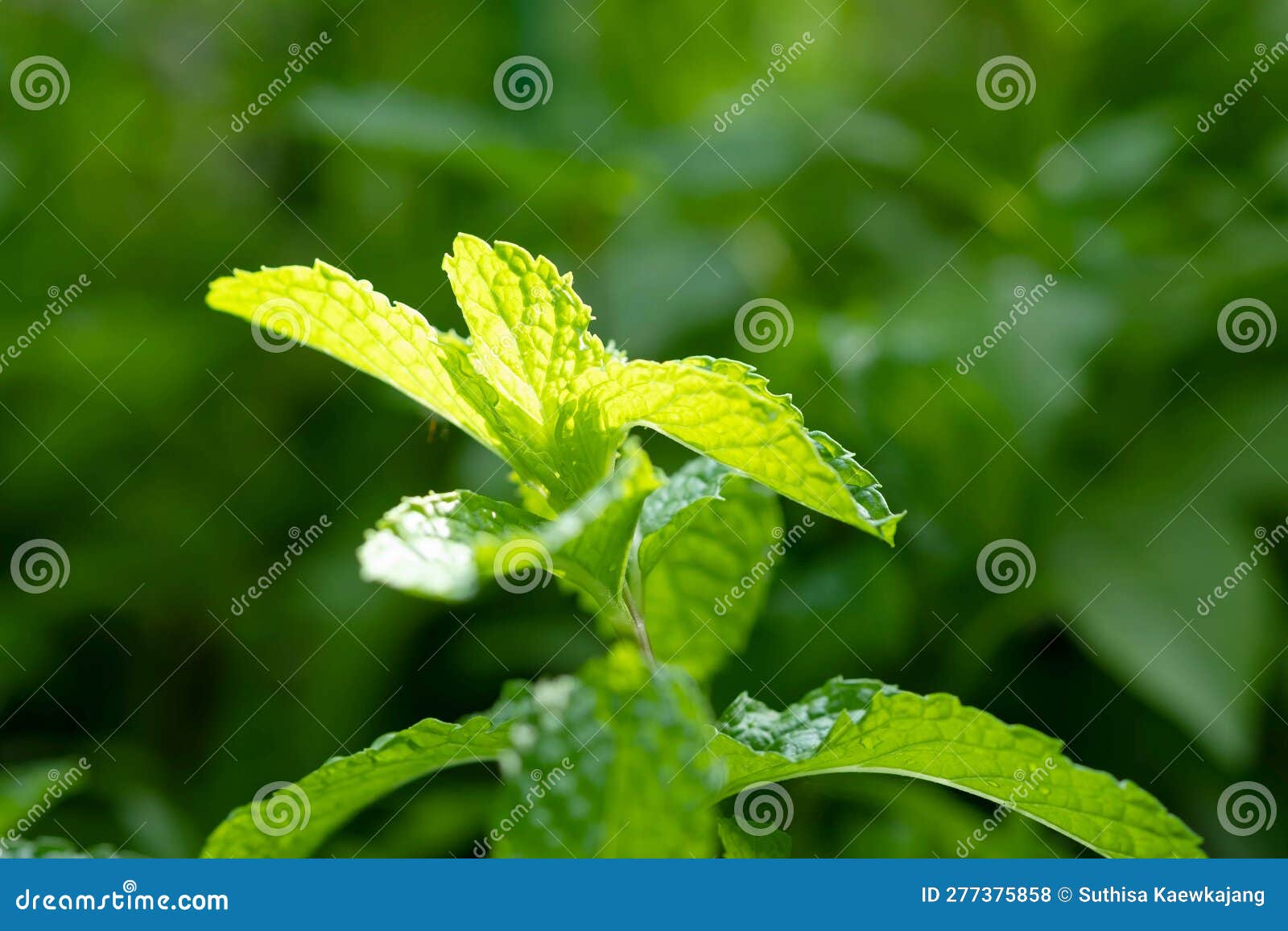 Fresh Peppermint in the Vegetable Plot Background. Close Up Beautiful ...