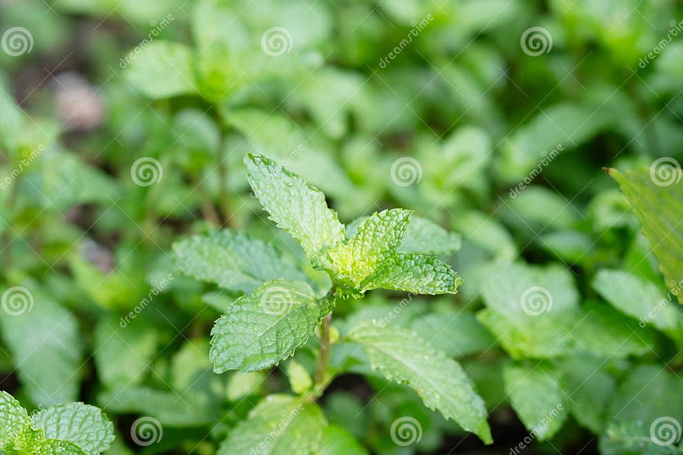 Fresh Peppermint in the Vegetable Plot Background. Close Up Beautiful ...