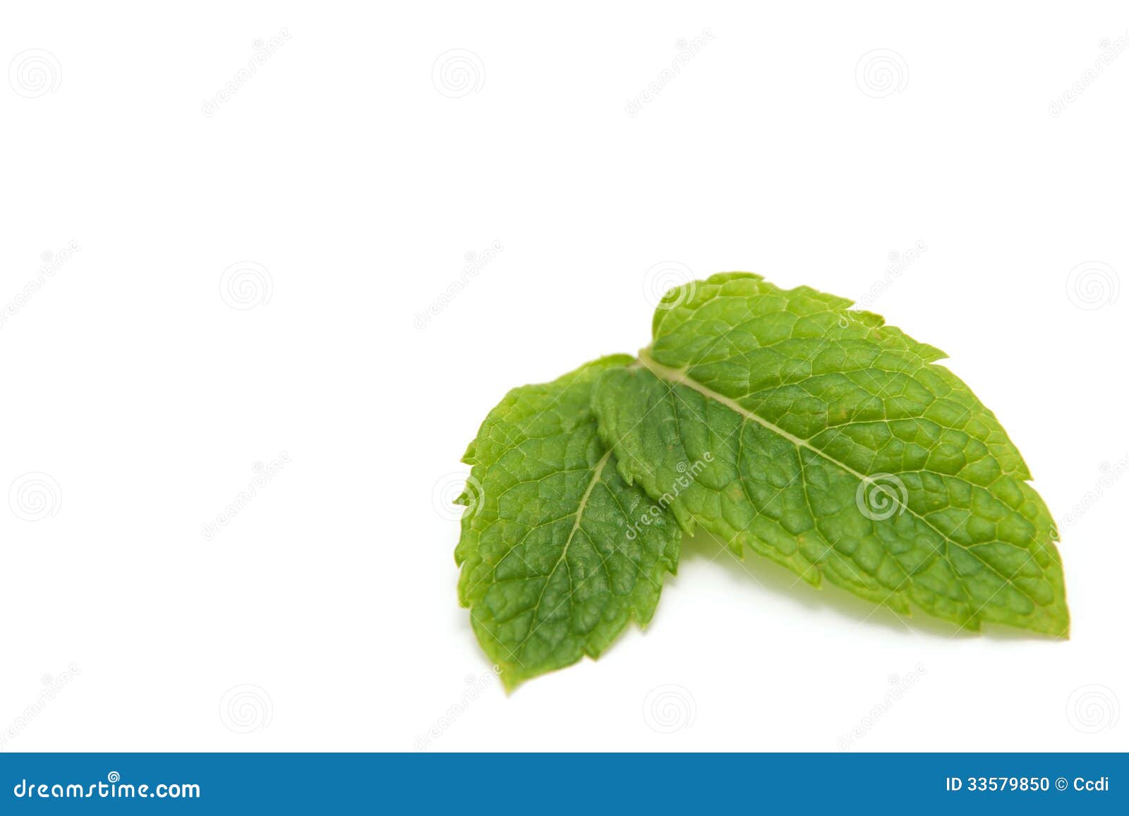 Fresh Peppermint on white stock photo. Image of aromatherapy - 33579850