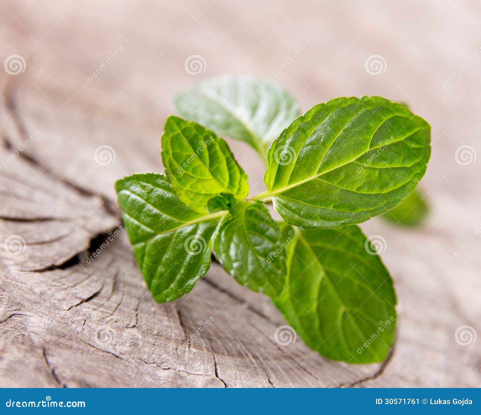 Fresh peppermint stock image. Image of grind, herbal - 30571761