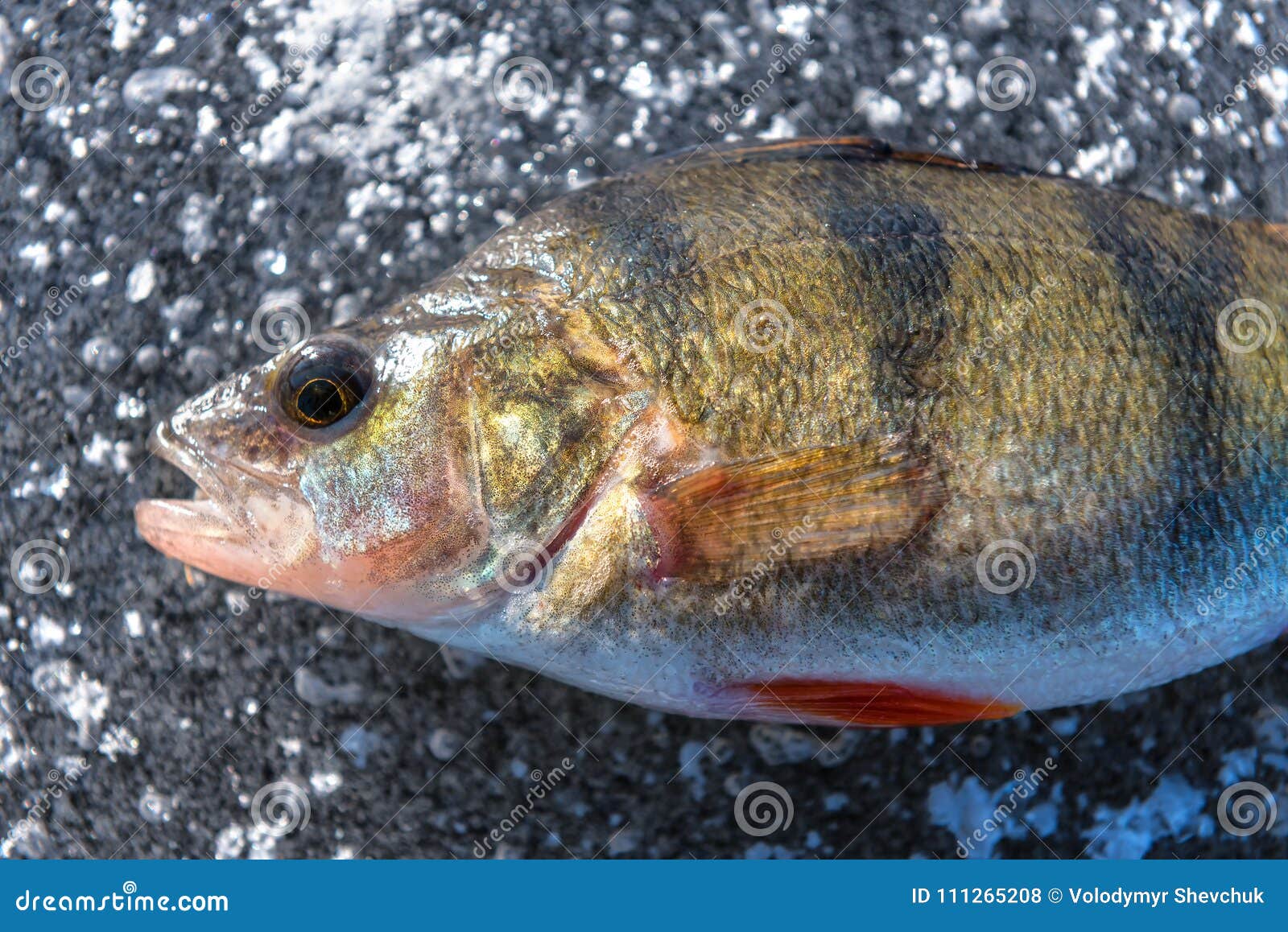 Fresh perch on ice stock photo. Image of equipment, hobby - 111265208